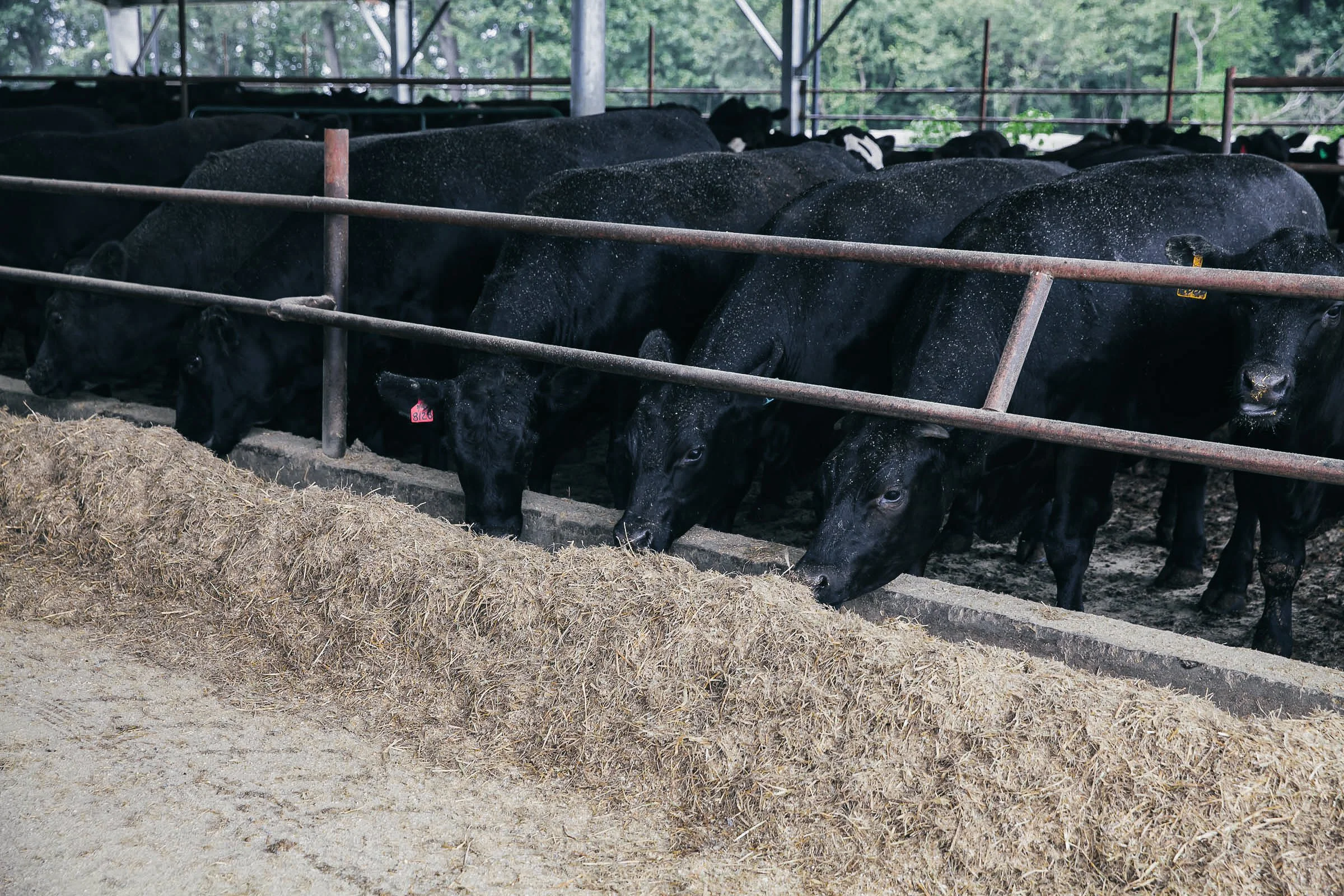 Our Cattle — Black Hawk Farms | American Wagyu Beef