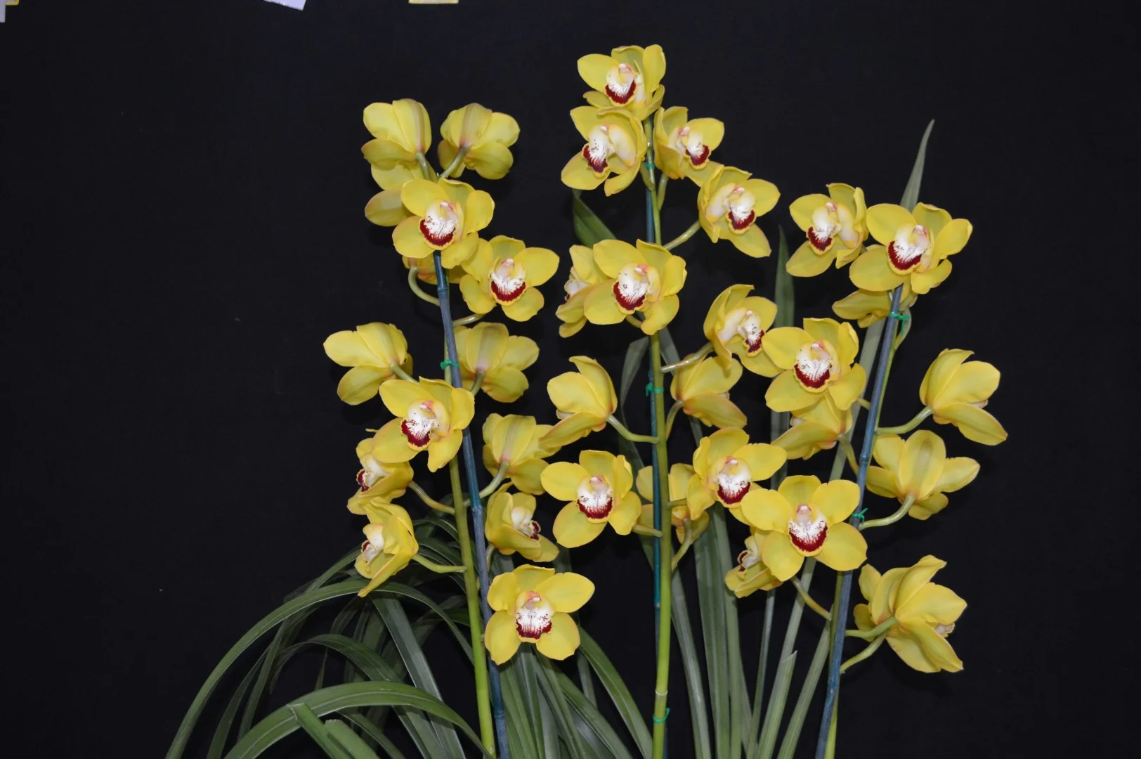 Gallery_2019_Winter — Cymbidium Orchid Club of South Australia Inc
