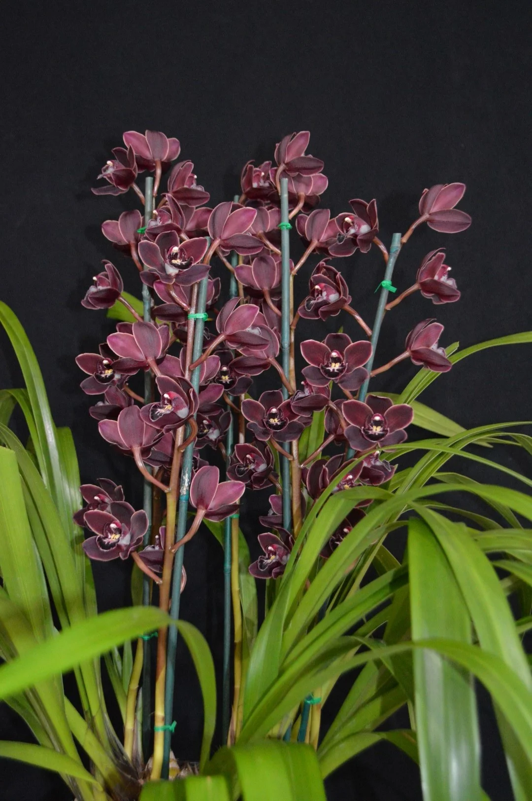 Gallery_2019_Winter — Cymbidium Orchid Club of South Australia Inc
