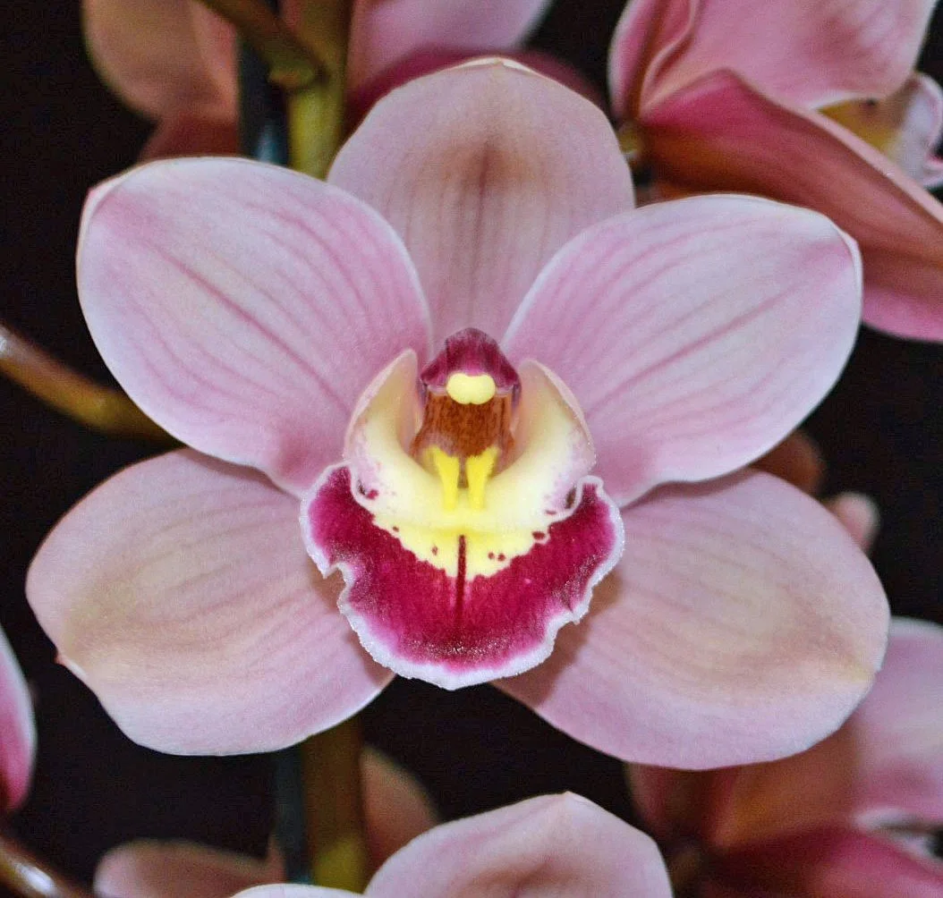 Spring Show 2022 — Cymbidium Orchid Club of South Australia Inc