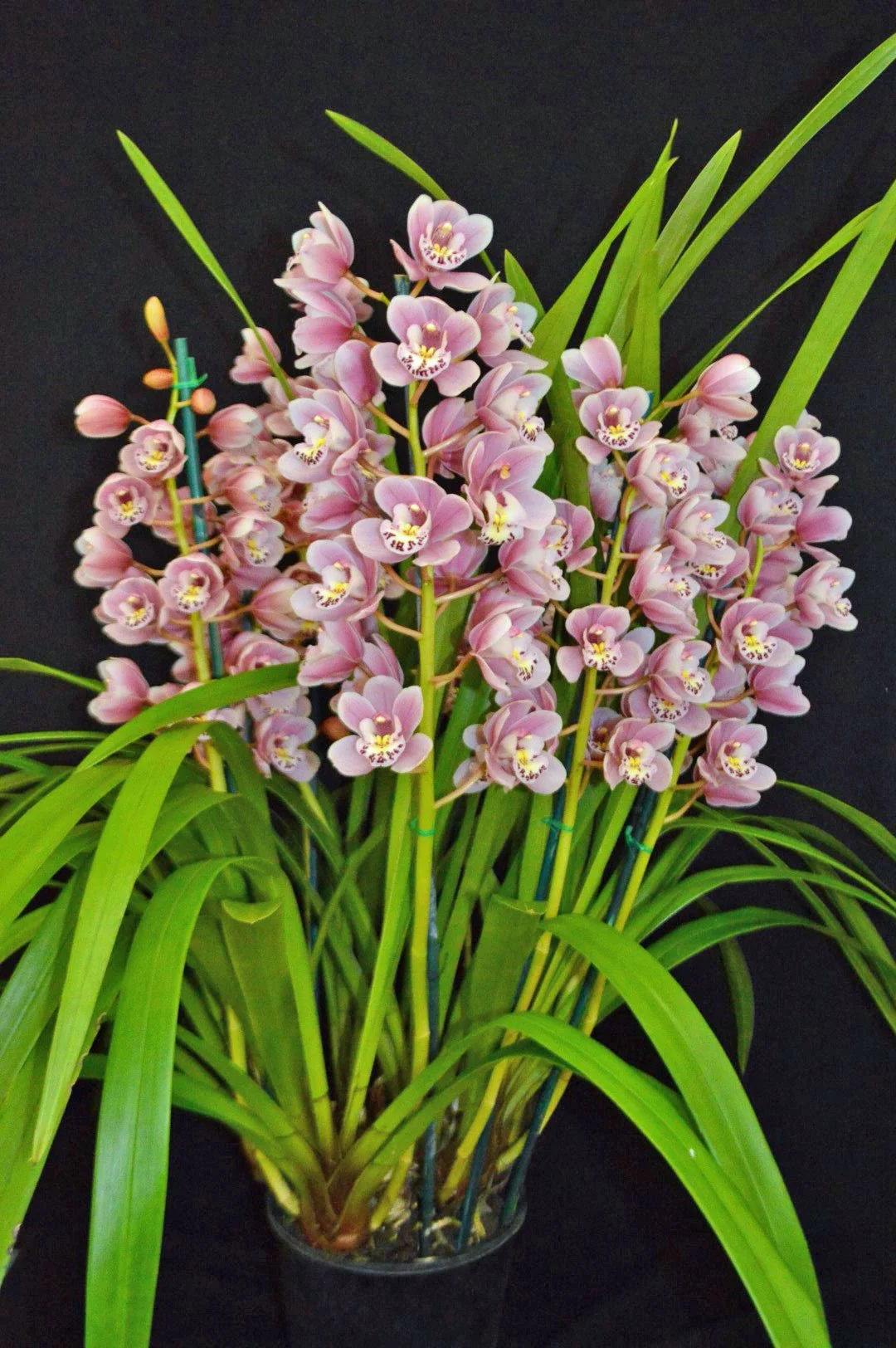 Cymbidium Orchid Club of South Australia Inc