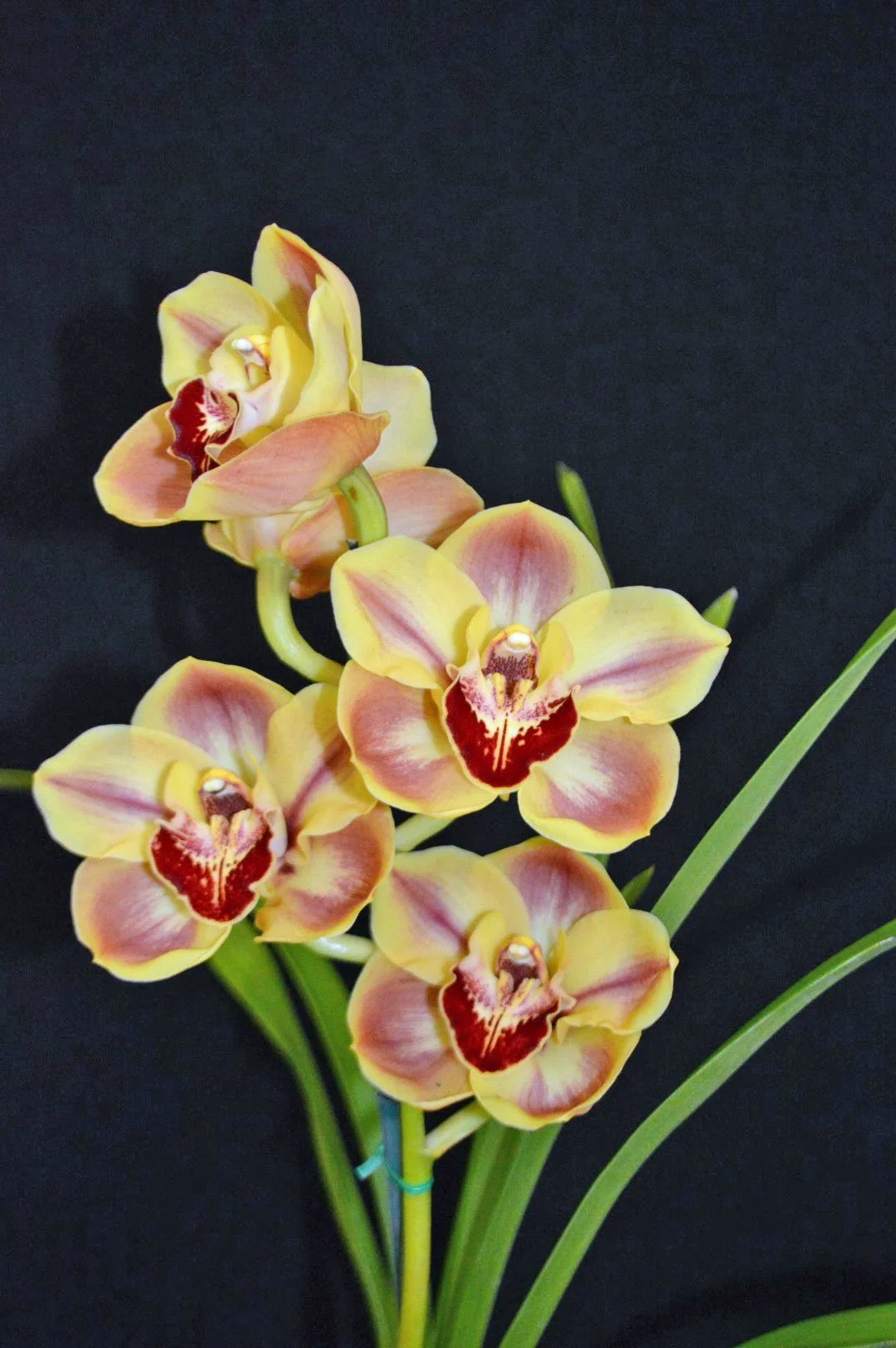 Cymbidium Orchid Club of South Australia Inc