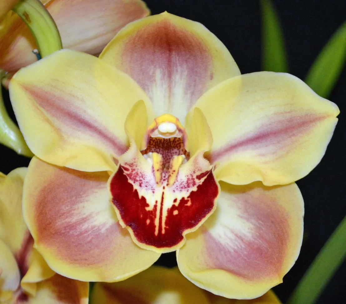 Cymbidium Orchid Club of South Australia Inc