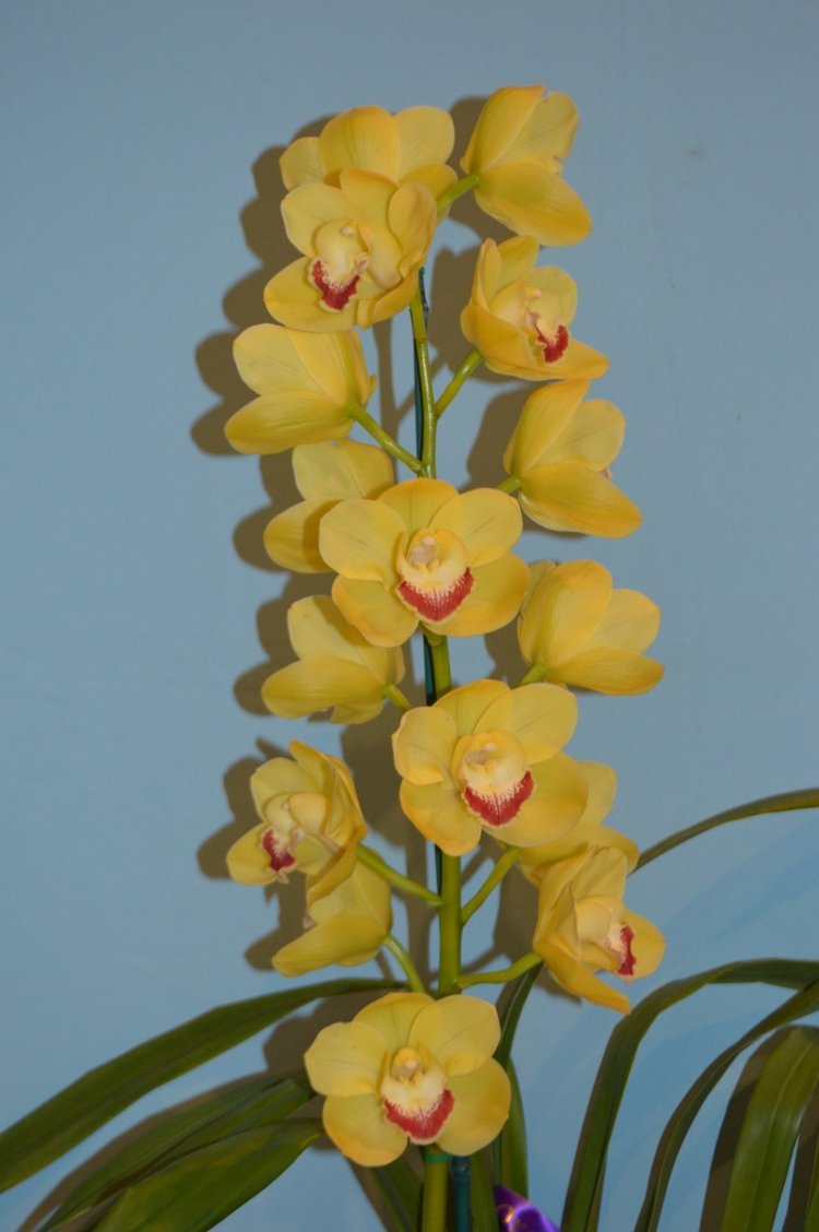 Cymbidium Orchid Club of South Australia Inc