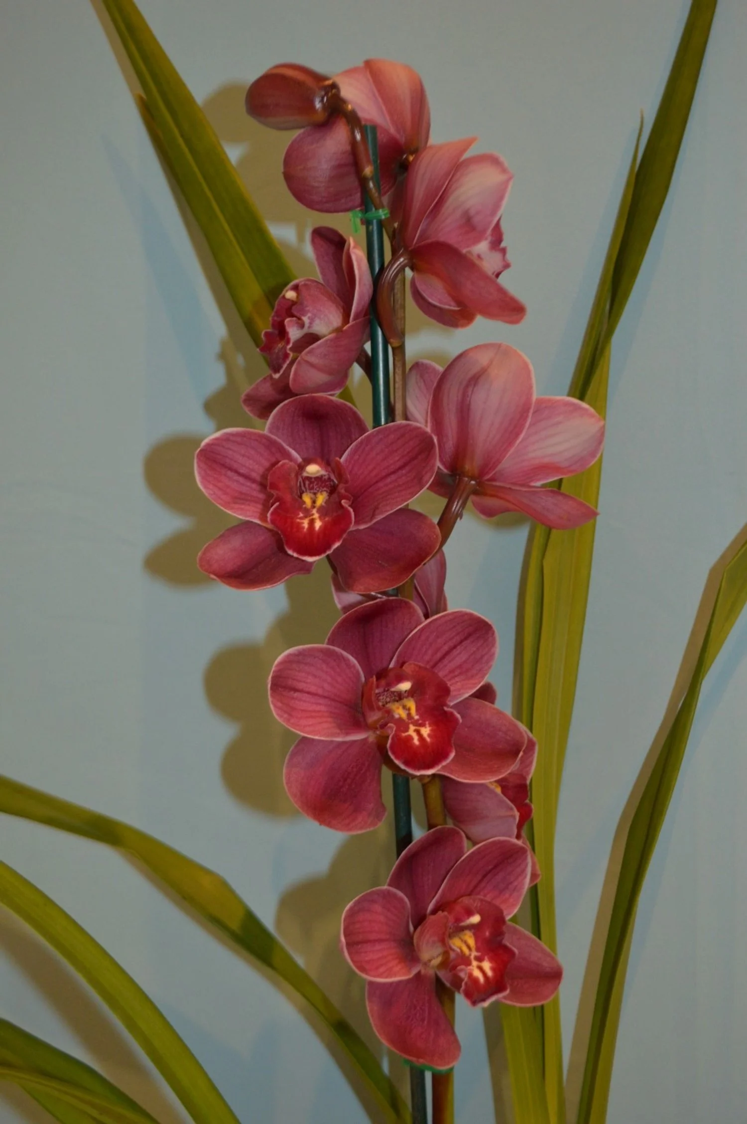 Cymbidium Orchid Club of South Australia Inc