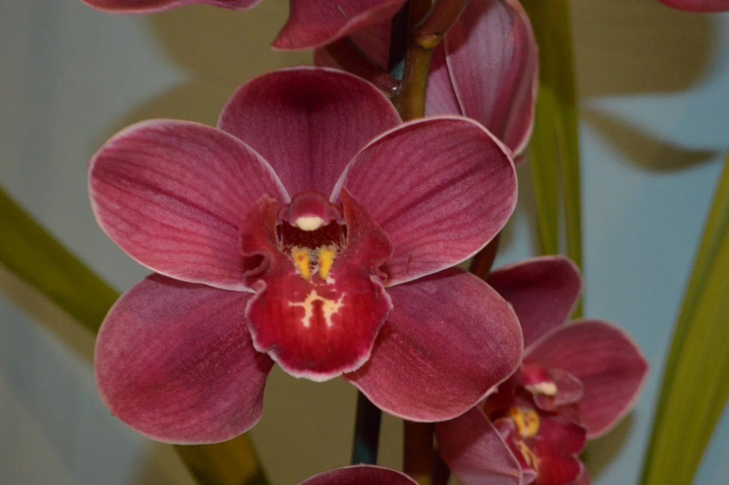 Cymbidium Orchid Club of South Australia Inc