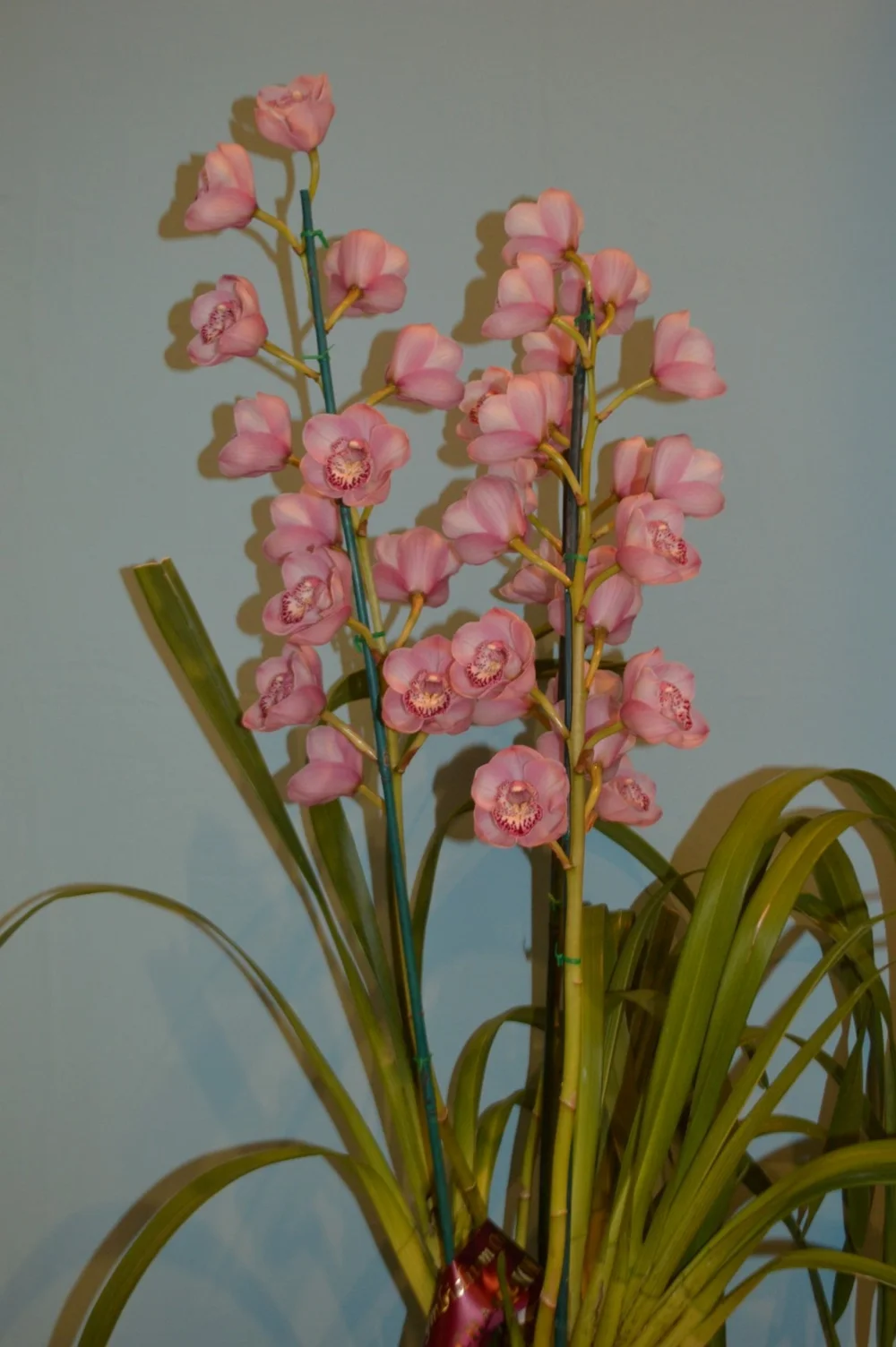 Cymbidium Orchid Club of South Australia Inc