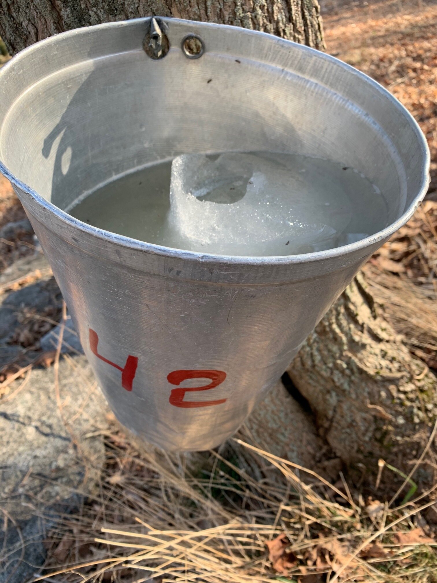 Turning Sap Into Syrup At Ambler Farm's Tap-A-Tree Program — CT Bites