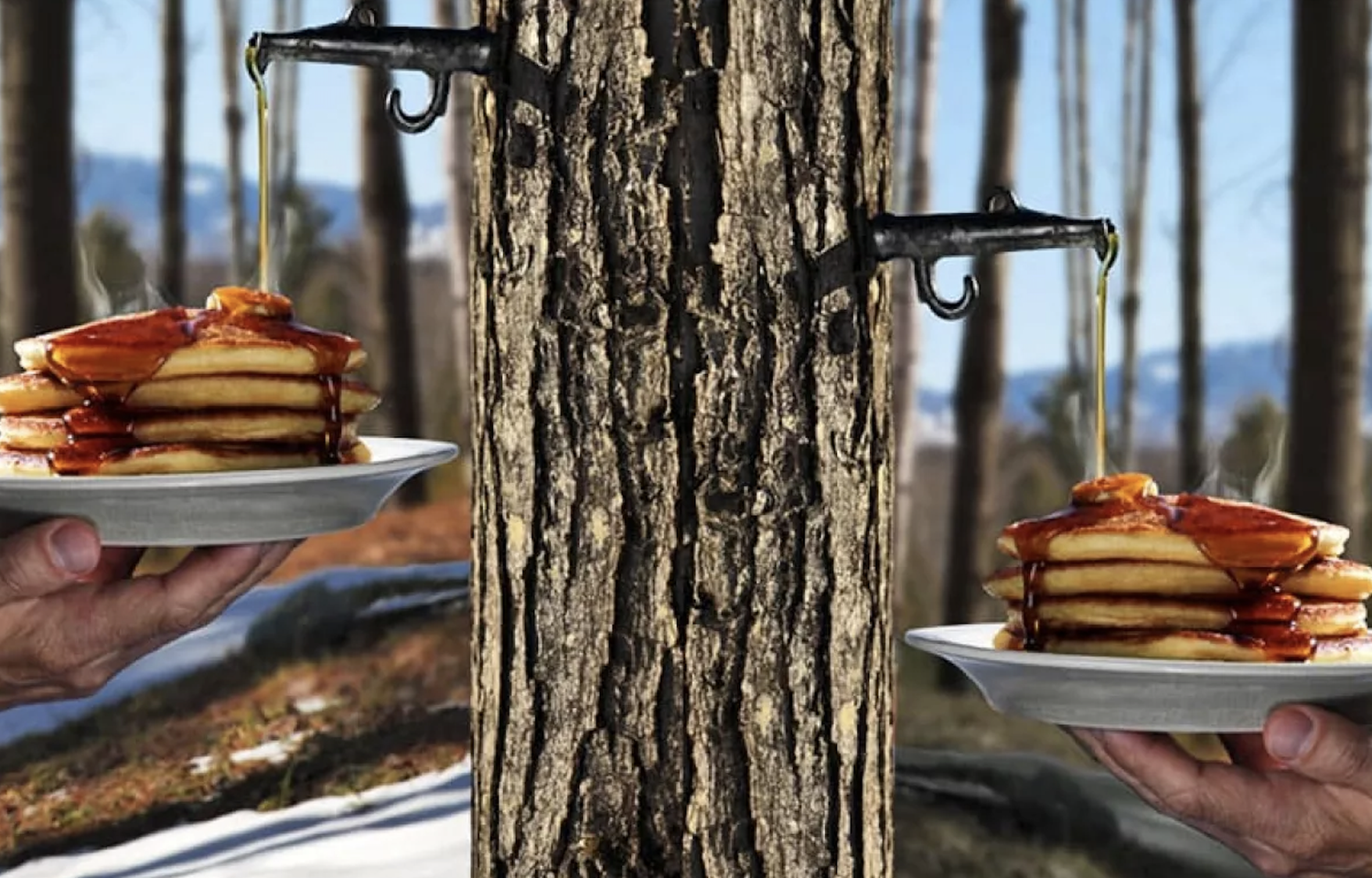 Maple Sugaring Activities in Connecticut (2025 Edition) — CT Bites
