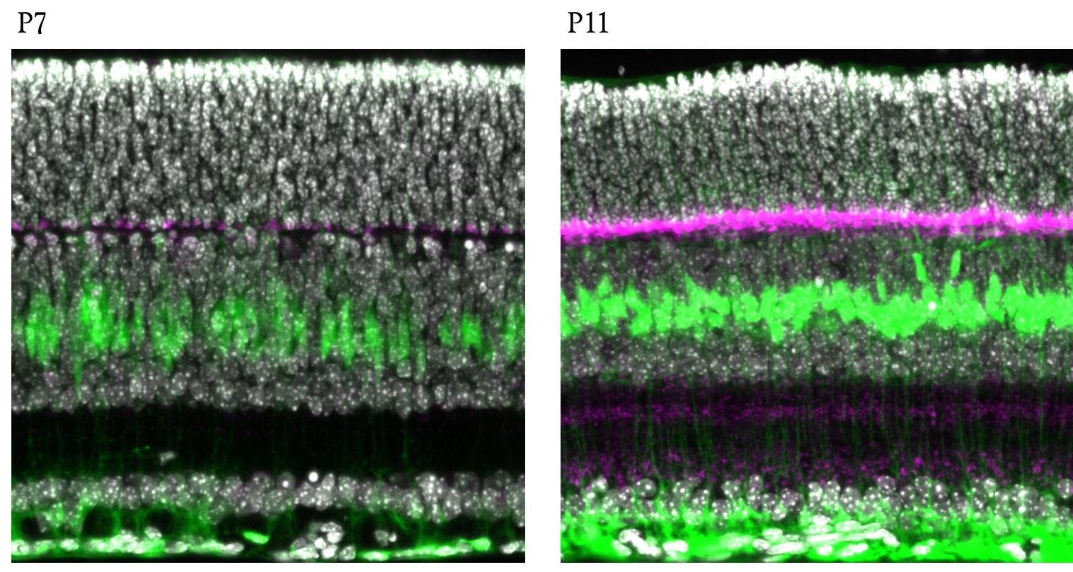 Muller glia — Feller Lab