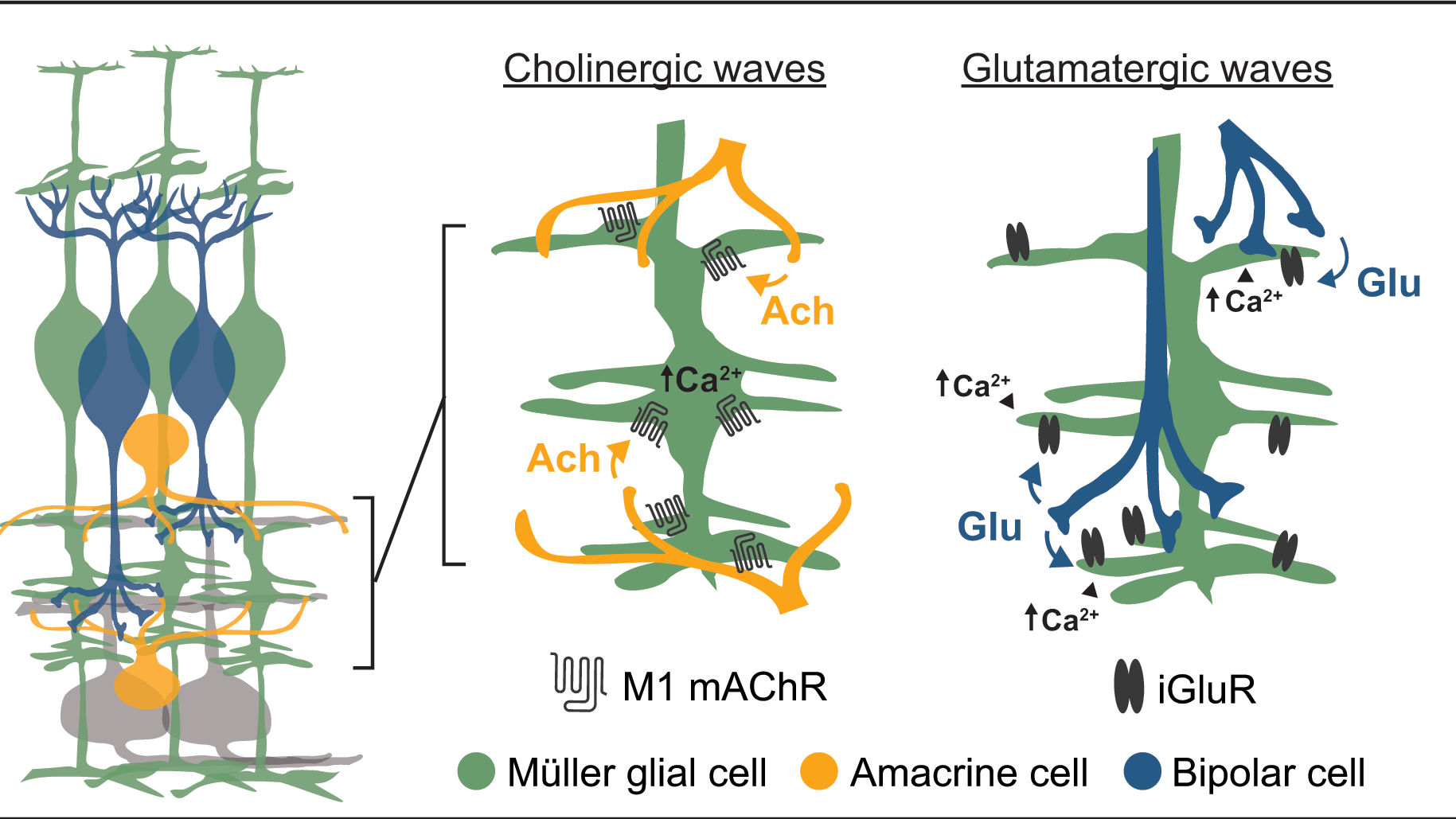 Muller glia — Feller Lab