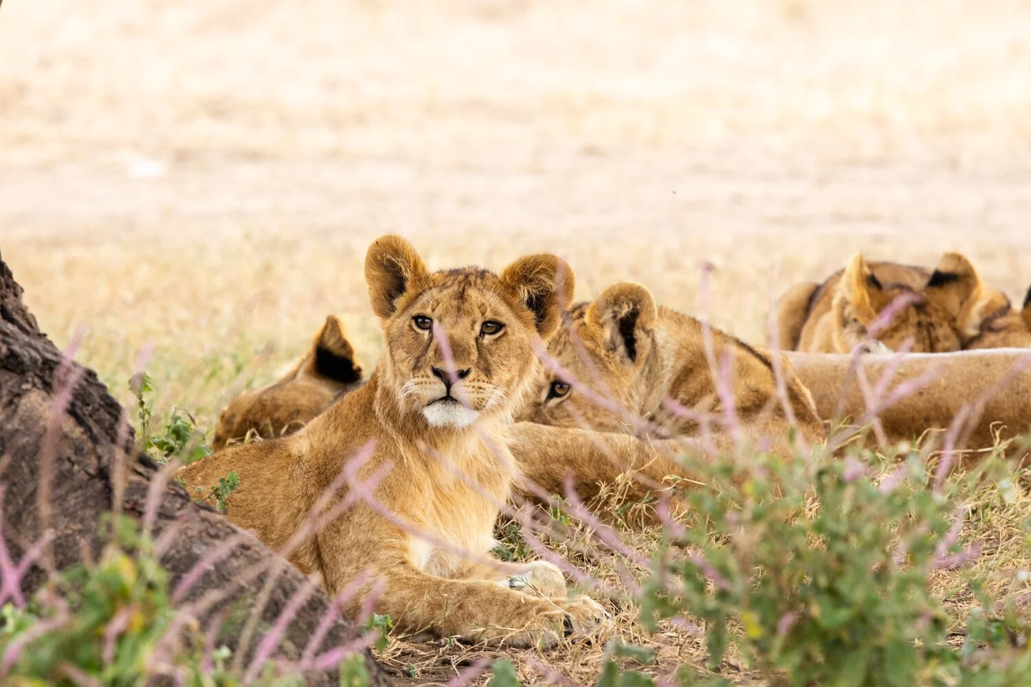 Above Safaris Tanzanian Tours | Kynder Conscious Travel Platform
