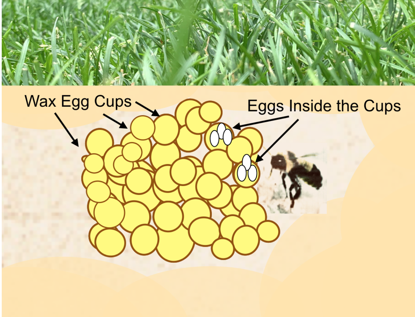 All About the Rusty Patched Bumblebee! - Sky Day Project