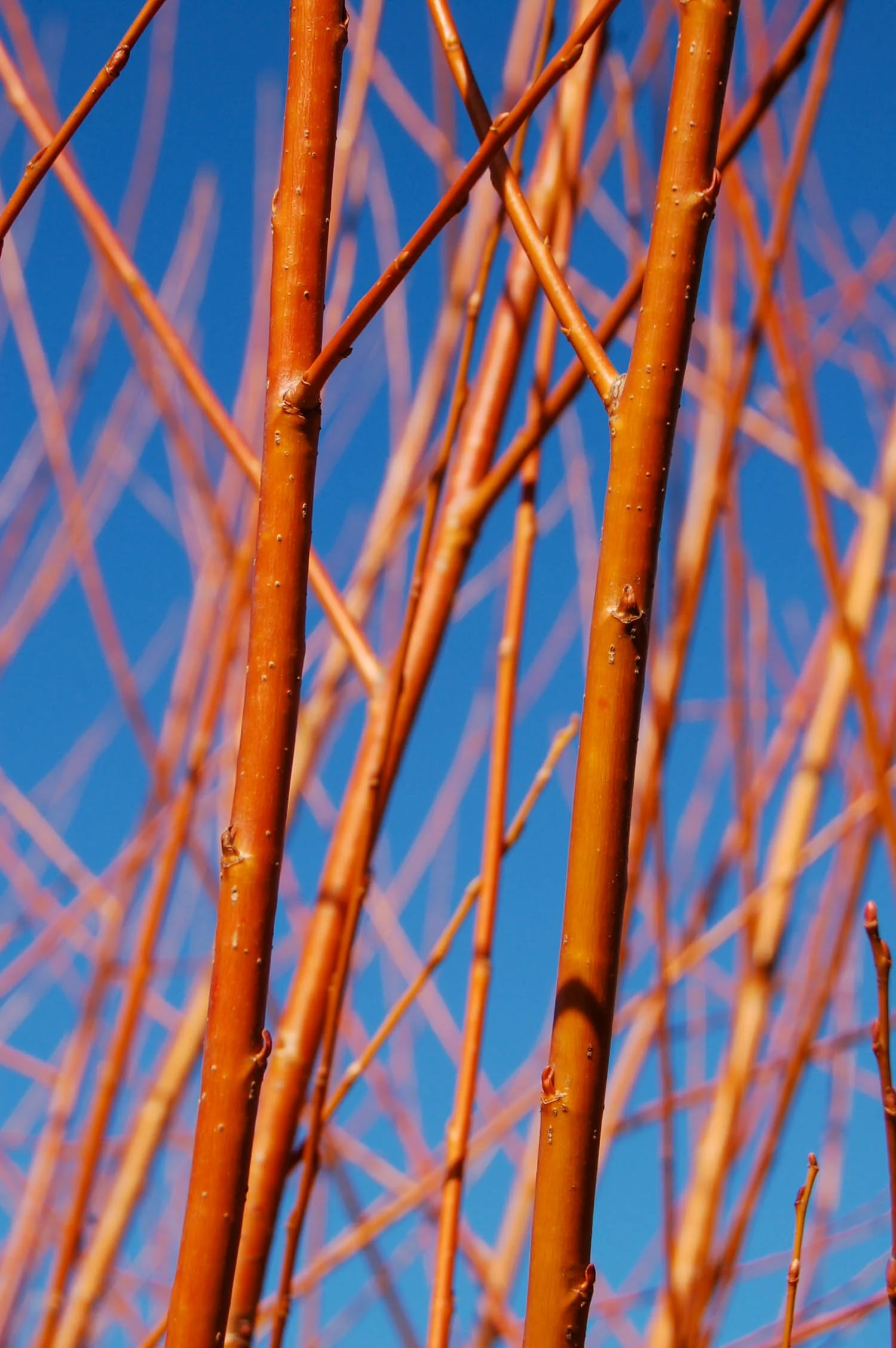 The Colorful Twigs of Winter | Meristem