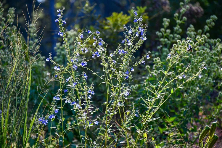 Salvia azurea | prairie sage | Meristem
