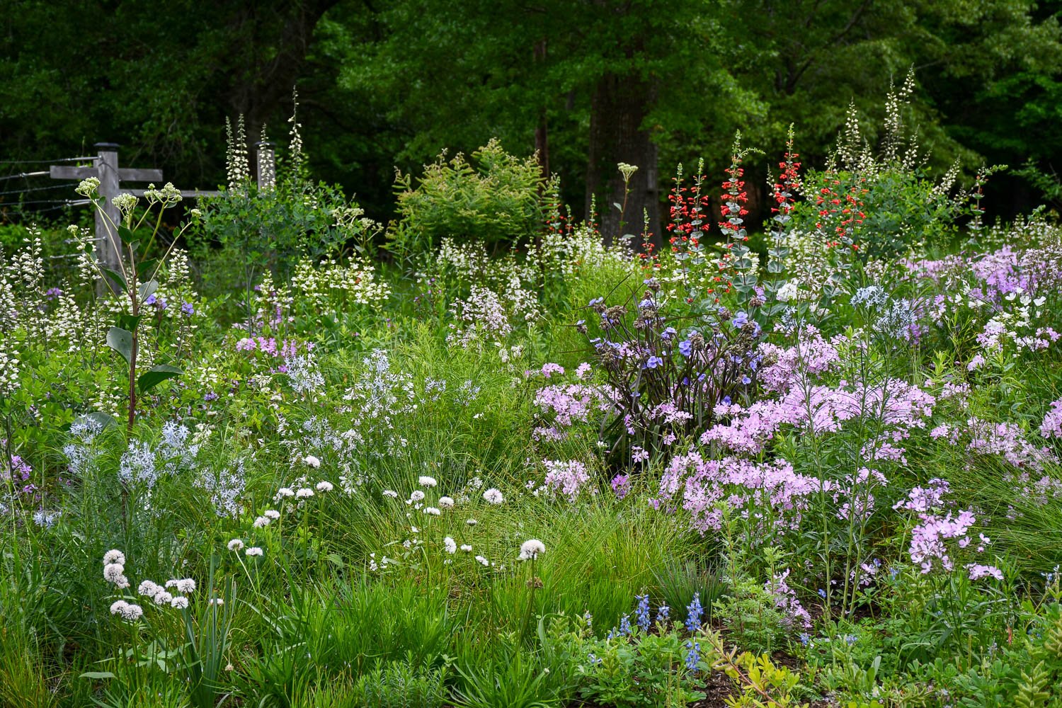 Creating a Bloom Calendar for Better Planting Design | Meristem