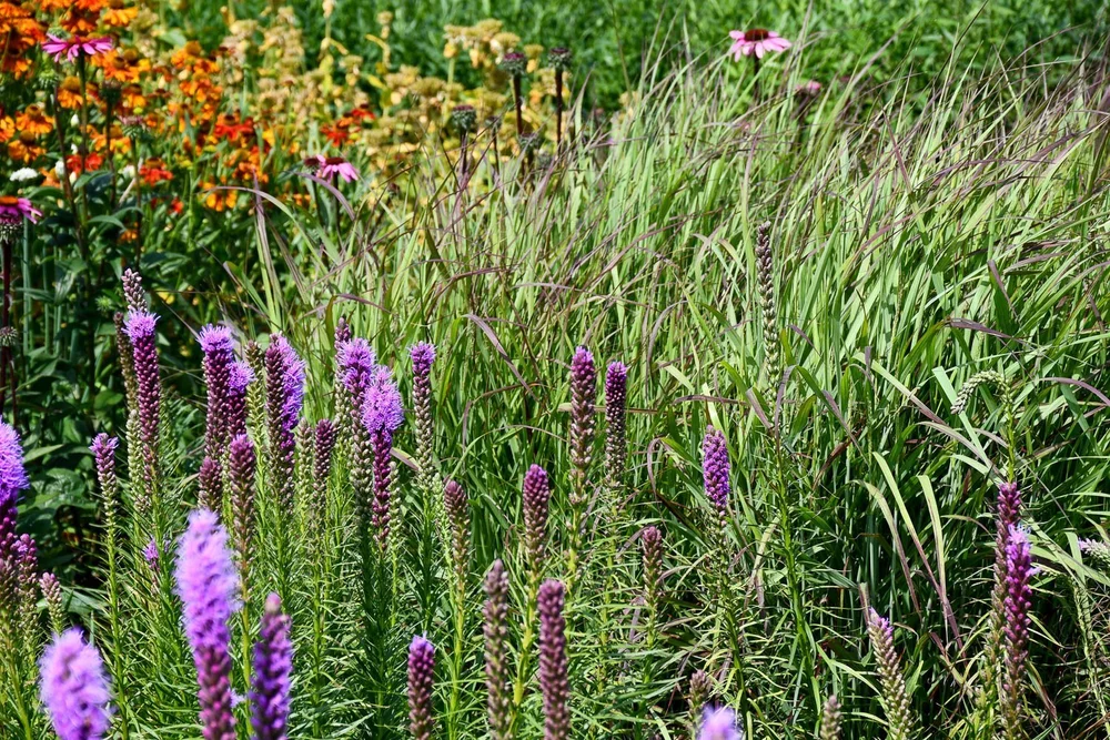 plant•ed blog by Dr. Jared Barnes | Meristem