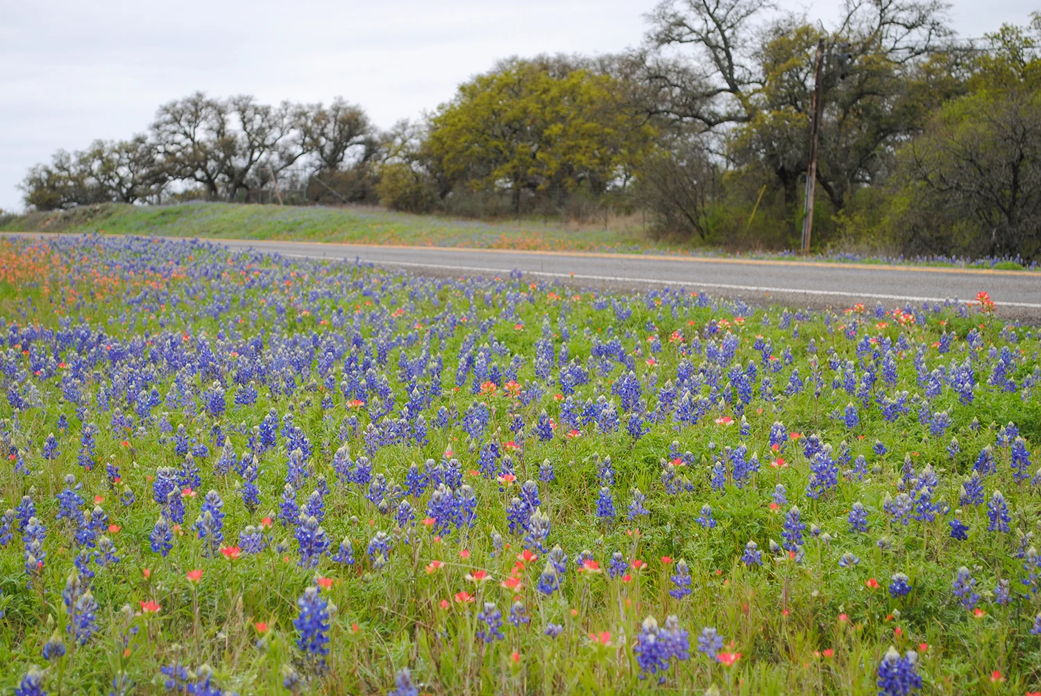 The Roadside Flowers | Meristem