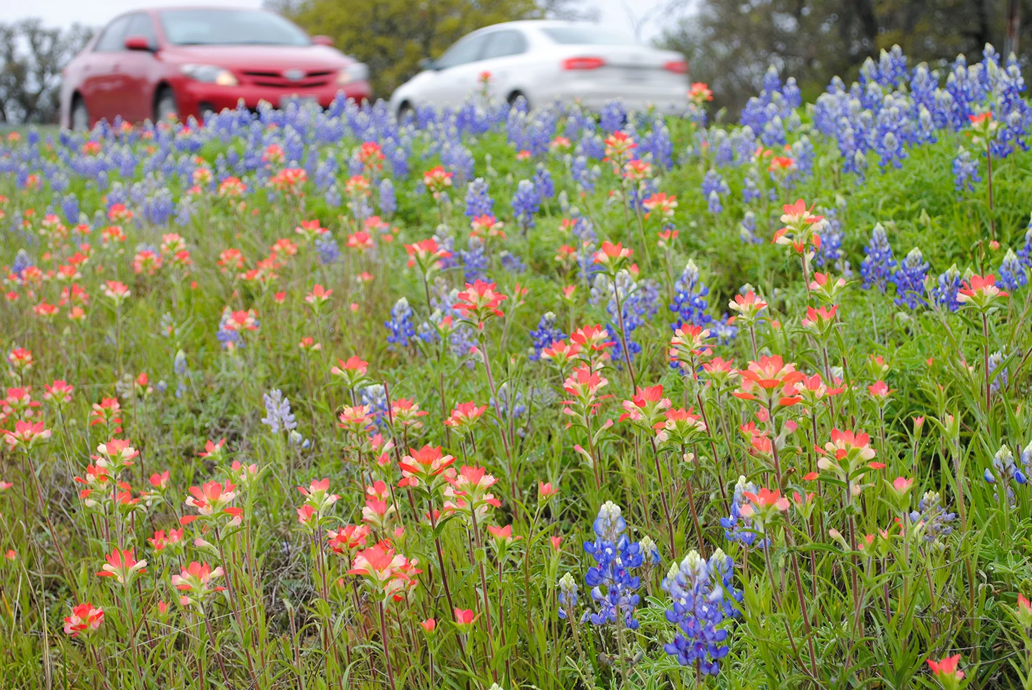 The Roadside Flowers | Meristem