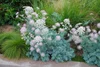 Delightful Plants from Denver | Meristem