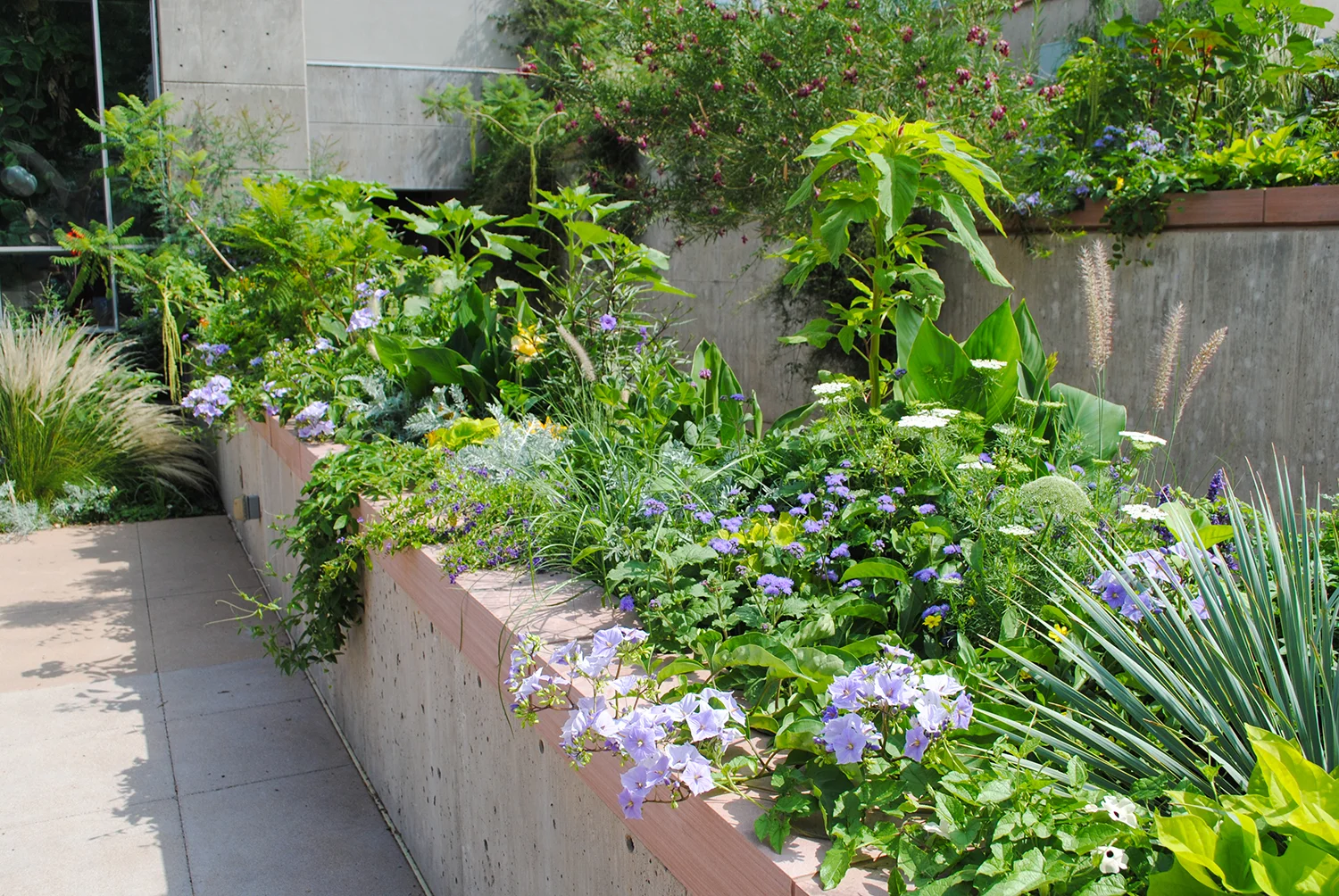 Delightful Plants from Denver | Meristem