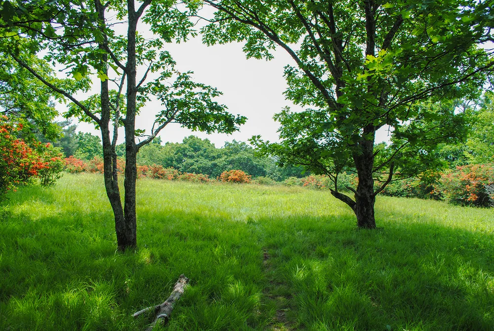 The Azaleas on Gregory Bald | Meristem