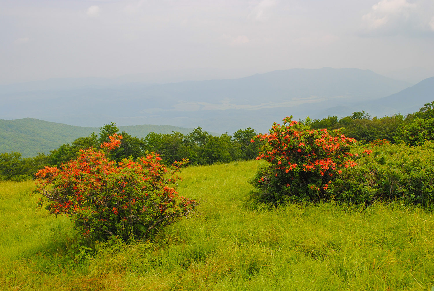 The Azaleas on Gregory Bald | Meristem