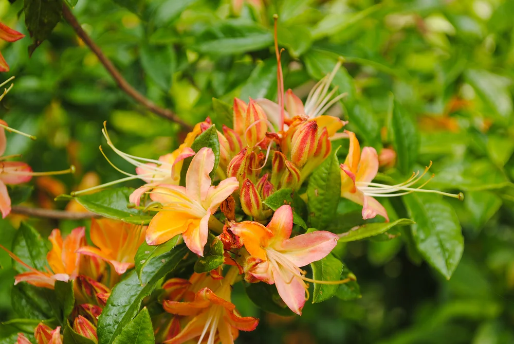 The Azaleas on Gregory Bald | Meristem