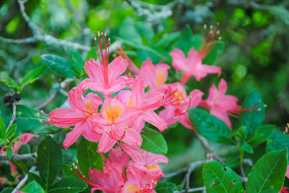 The Azaleas on Gregory Bald | Meristem