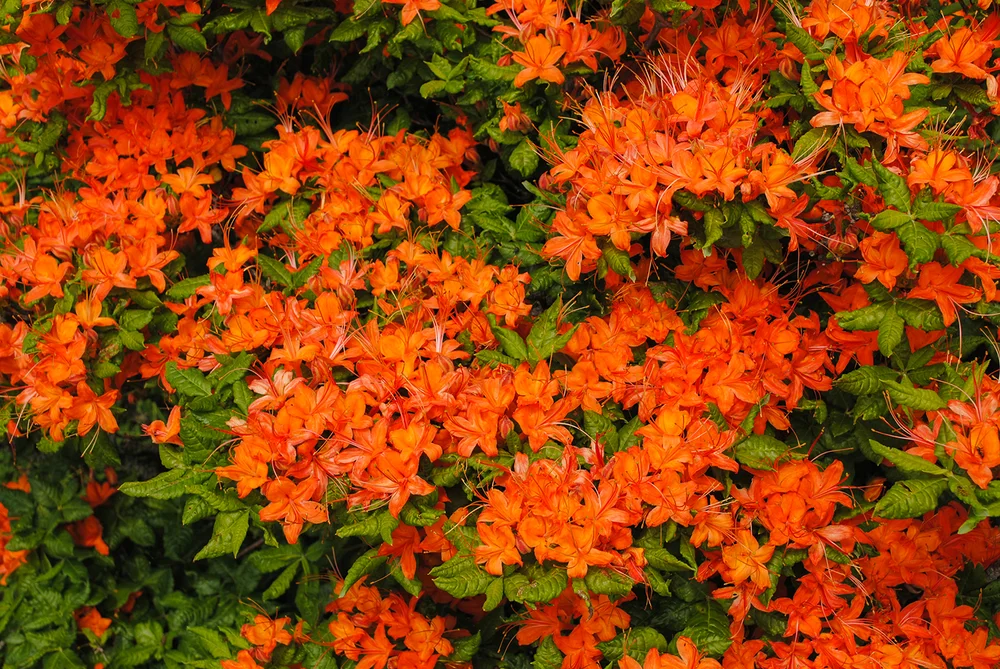 The Azaleas on Gregory Bald | Meristem