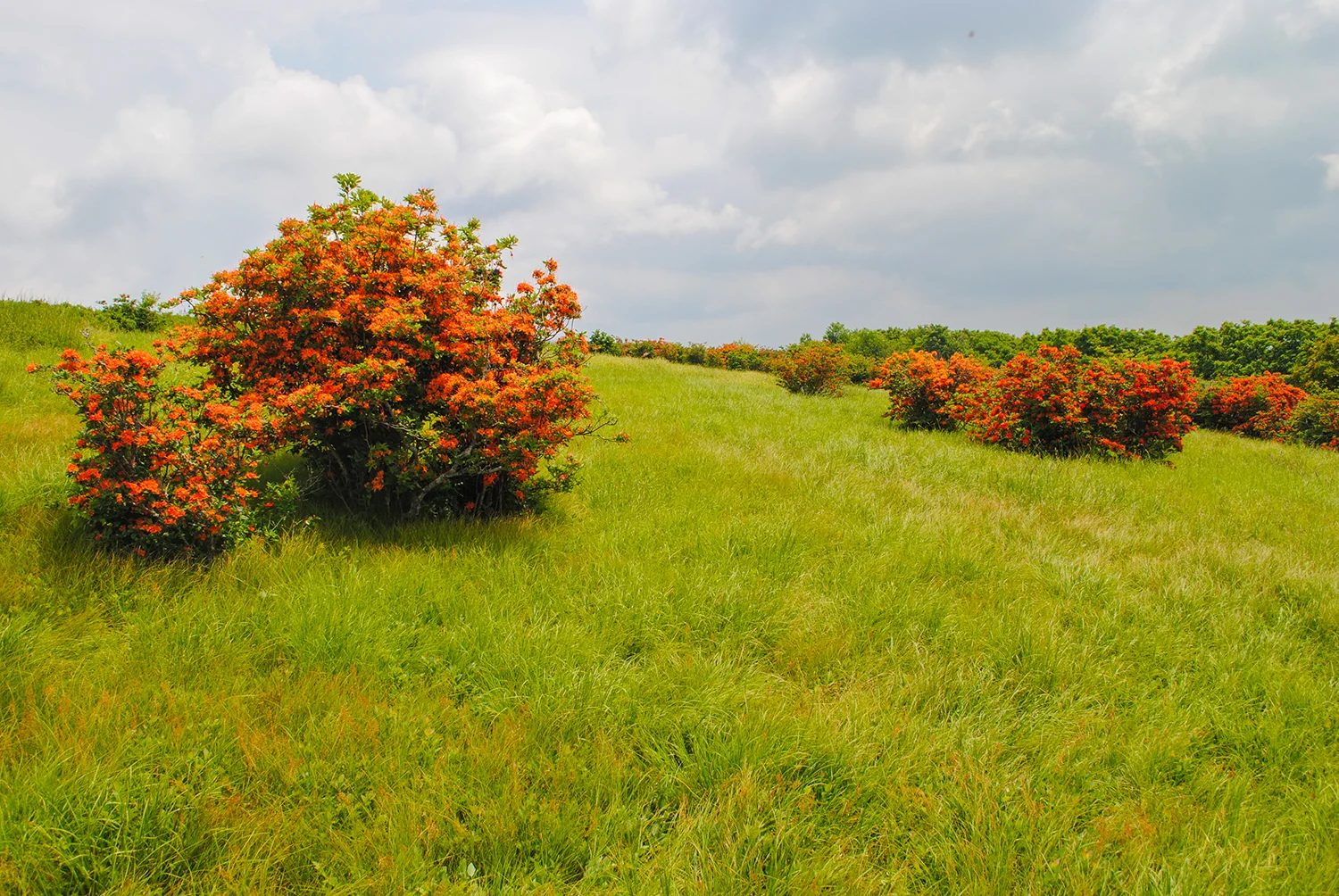 The Azaleas on Gregory Bald | Meristem