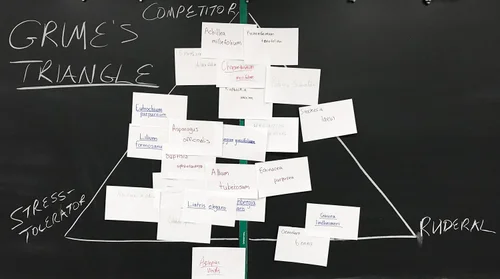 Pin the Plant on the Triangle | Meristem