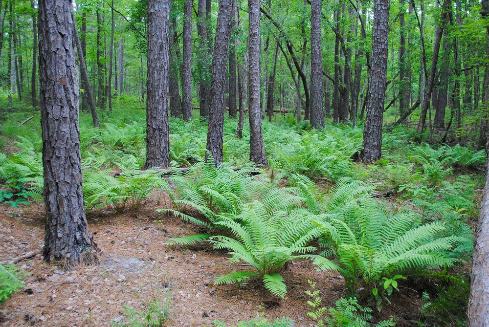 Bogs and Baygalls | Meristem