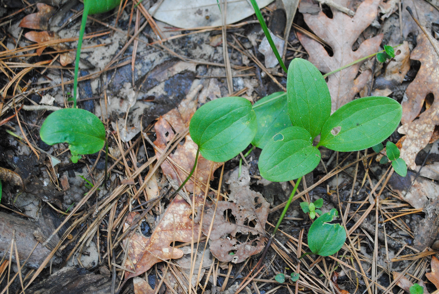 Bogs and Baygalls | Meristem