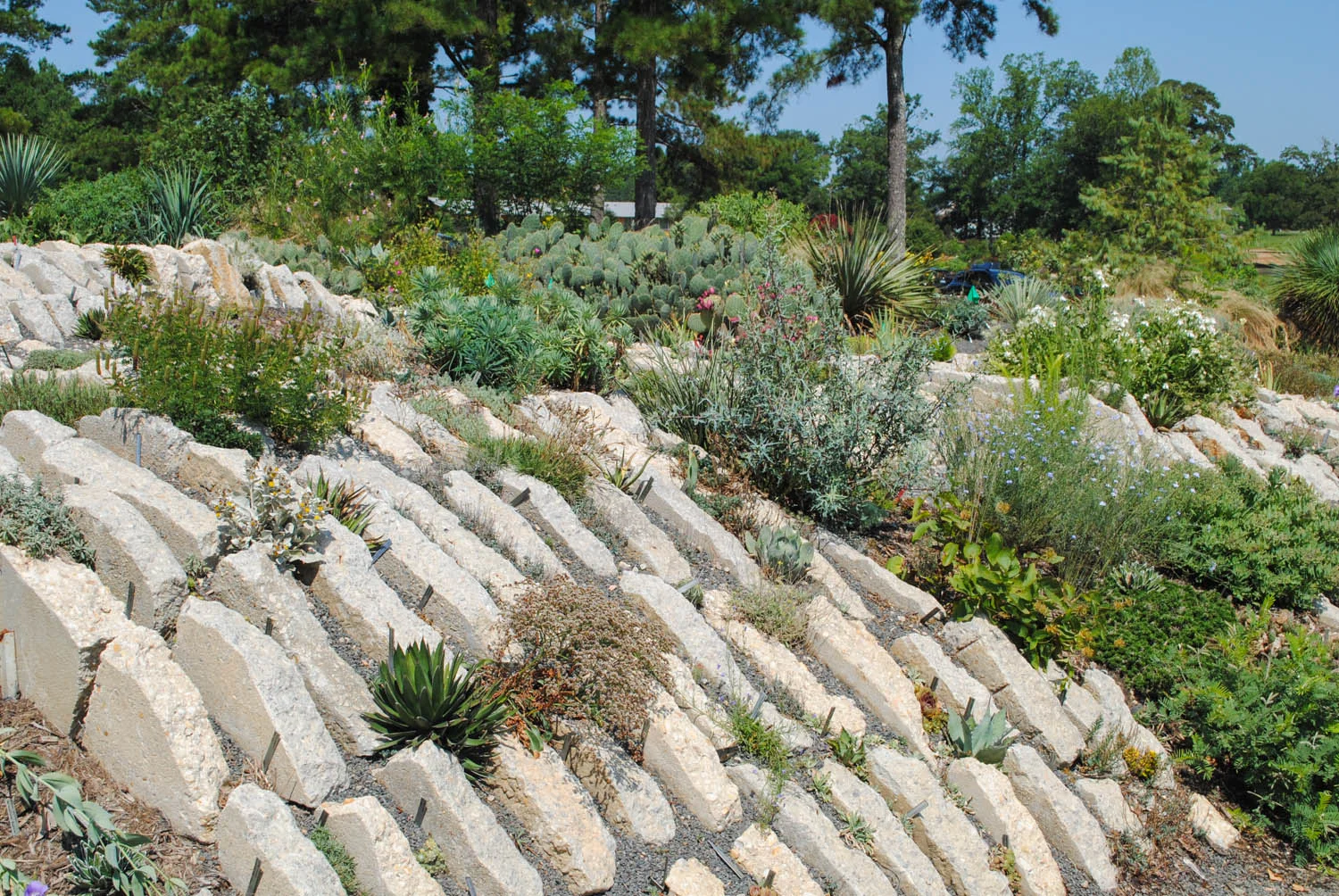 Crazy for Crevices at Juniper Level Botanic Garden | Meristem
