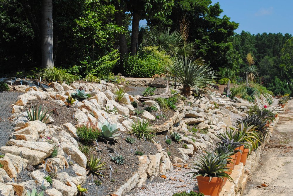 Crazy for Crevices at Juniper Level Botanic Garden | Meristem