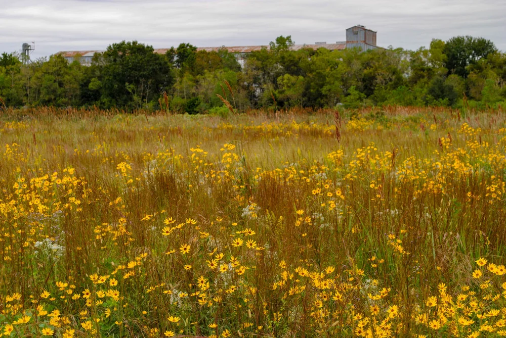 Cajun Prairie | Meristem