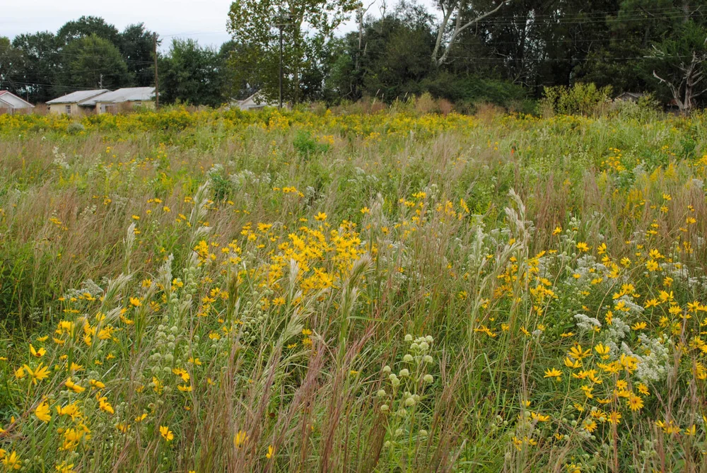 Cajun Prairie | Meristem