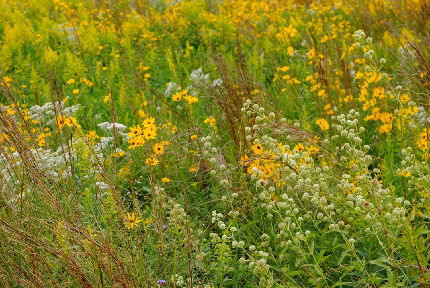 Cajun Prairie | Meristem