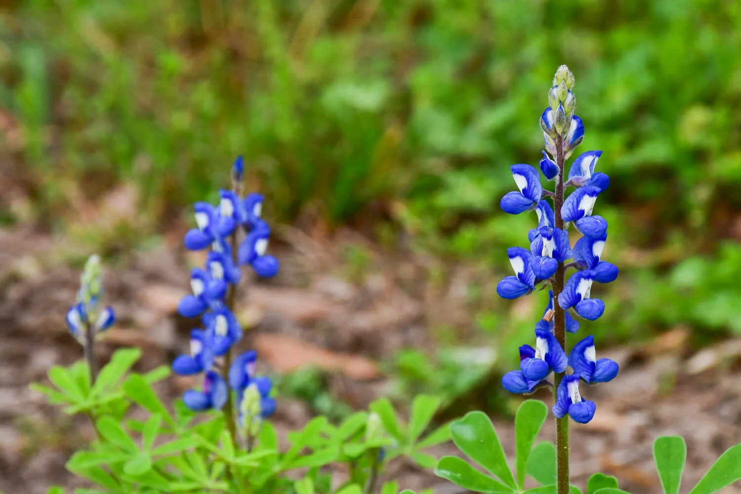 ruderal — plant•ed blog by Dr. Jared Barnes | Meristem