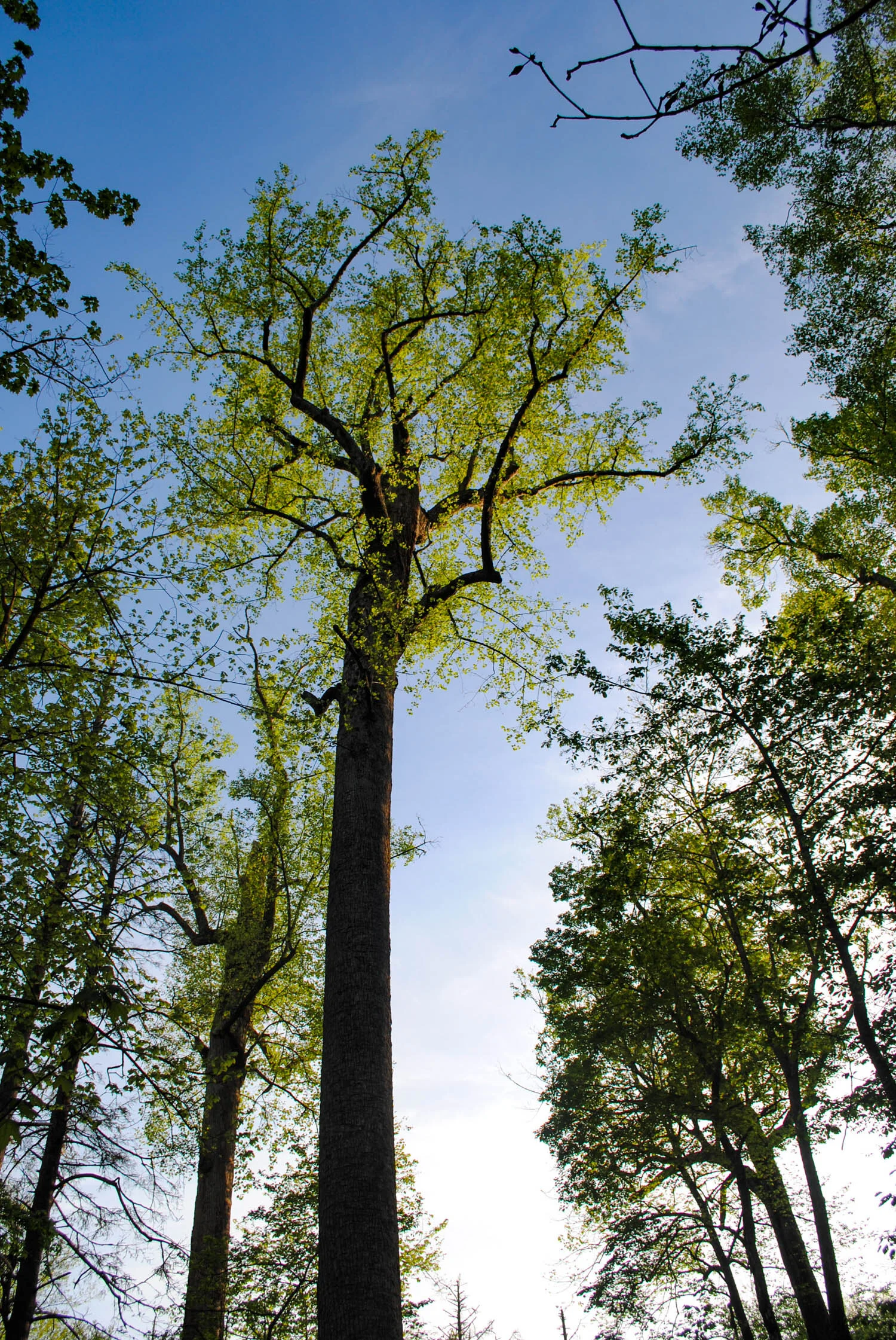 Celebrating Easter in Joyce Kilmer Memorial Forest | Meristem