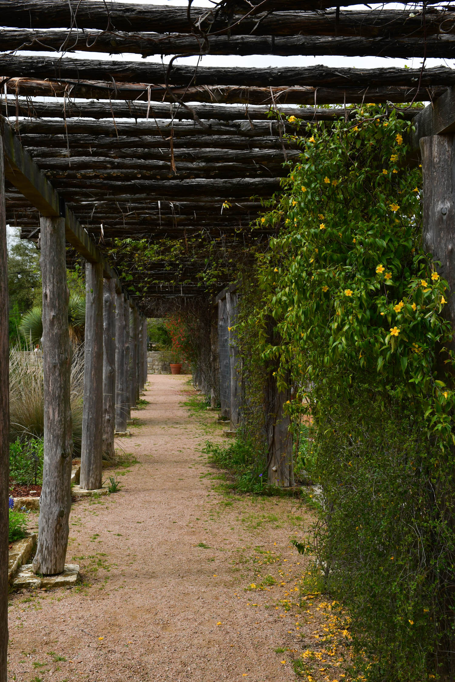 The Pastoral Spirit of Lady Bird Johnson Wildflower Center | Meristem