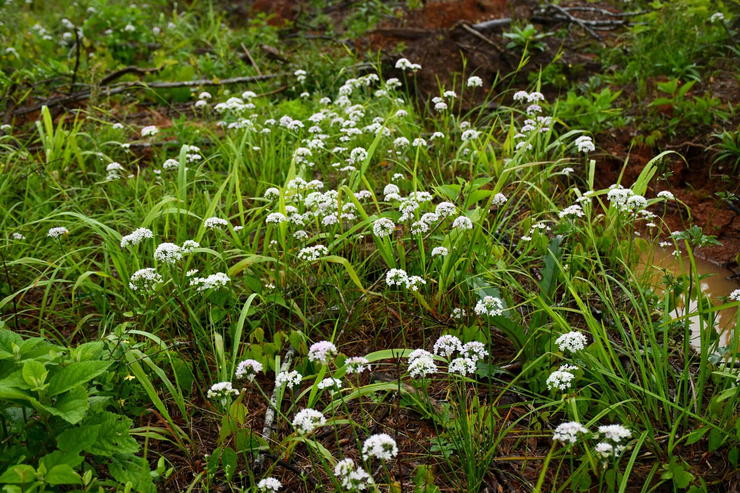 Clearcut Meadow Garlic | Meristem