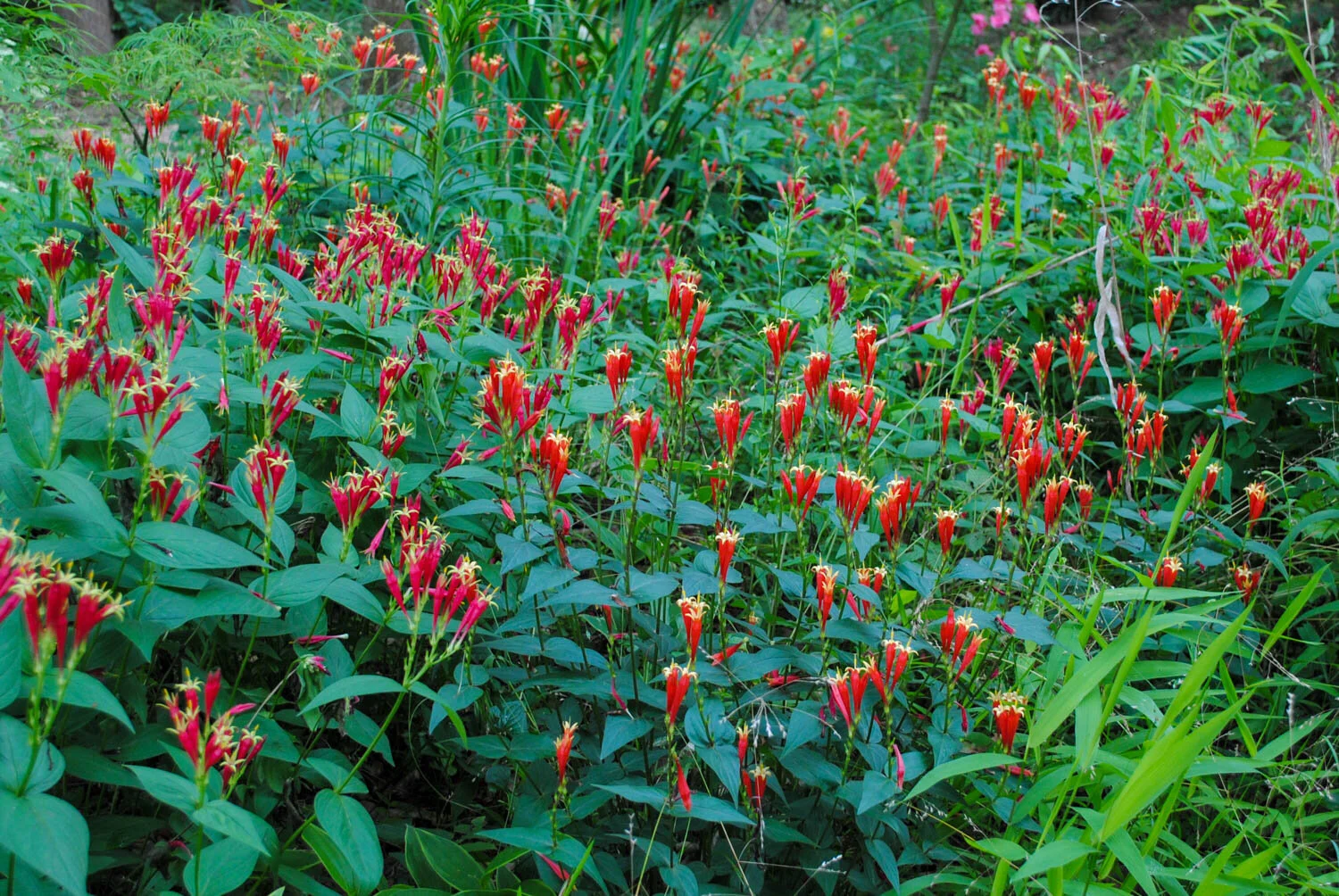 I spy with my little eye, Spigelia | Meristem