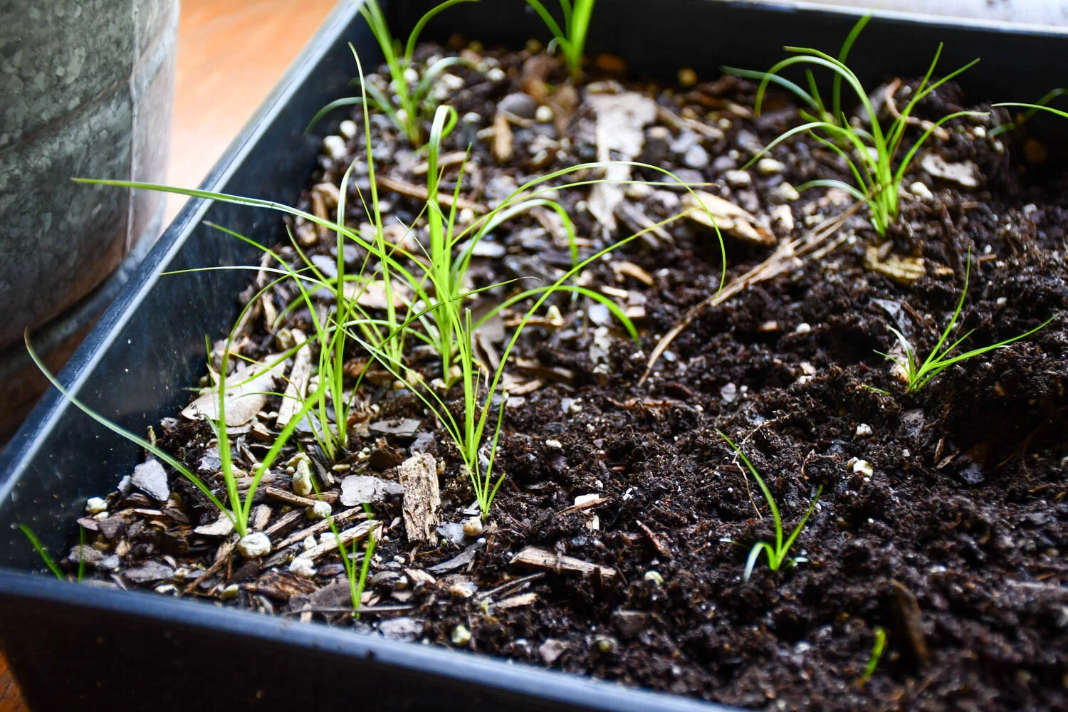 Carex cherokeensis, Cherokee sedge | Meristem