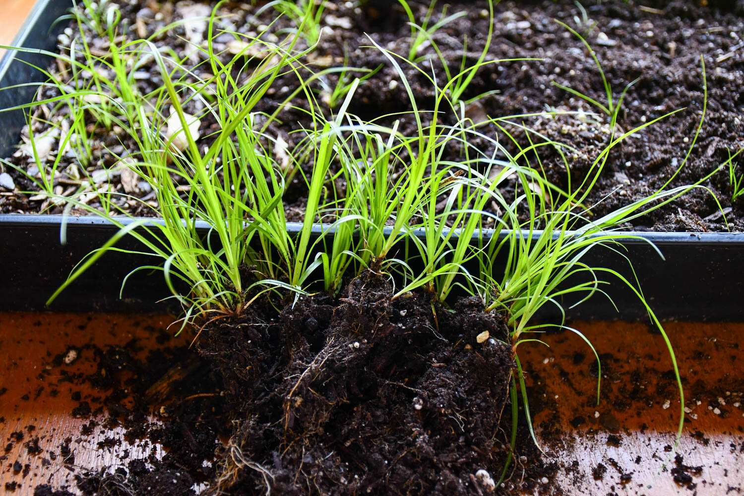 Carex cherokeensis, Cherokee sedge | Meristem