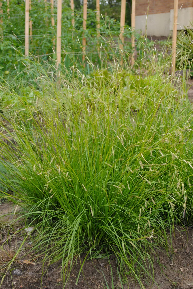 Carex cherokeensis, Cherokee sedge | Meristem