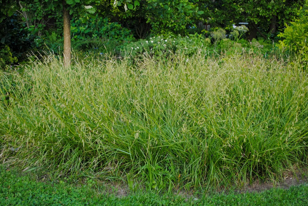 Carex cherokeensis, Cherokee sedge | Meristem