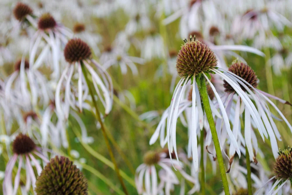 Detour to Echinacea pallida | Meristem