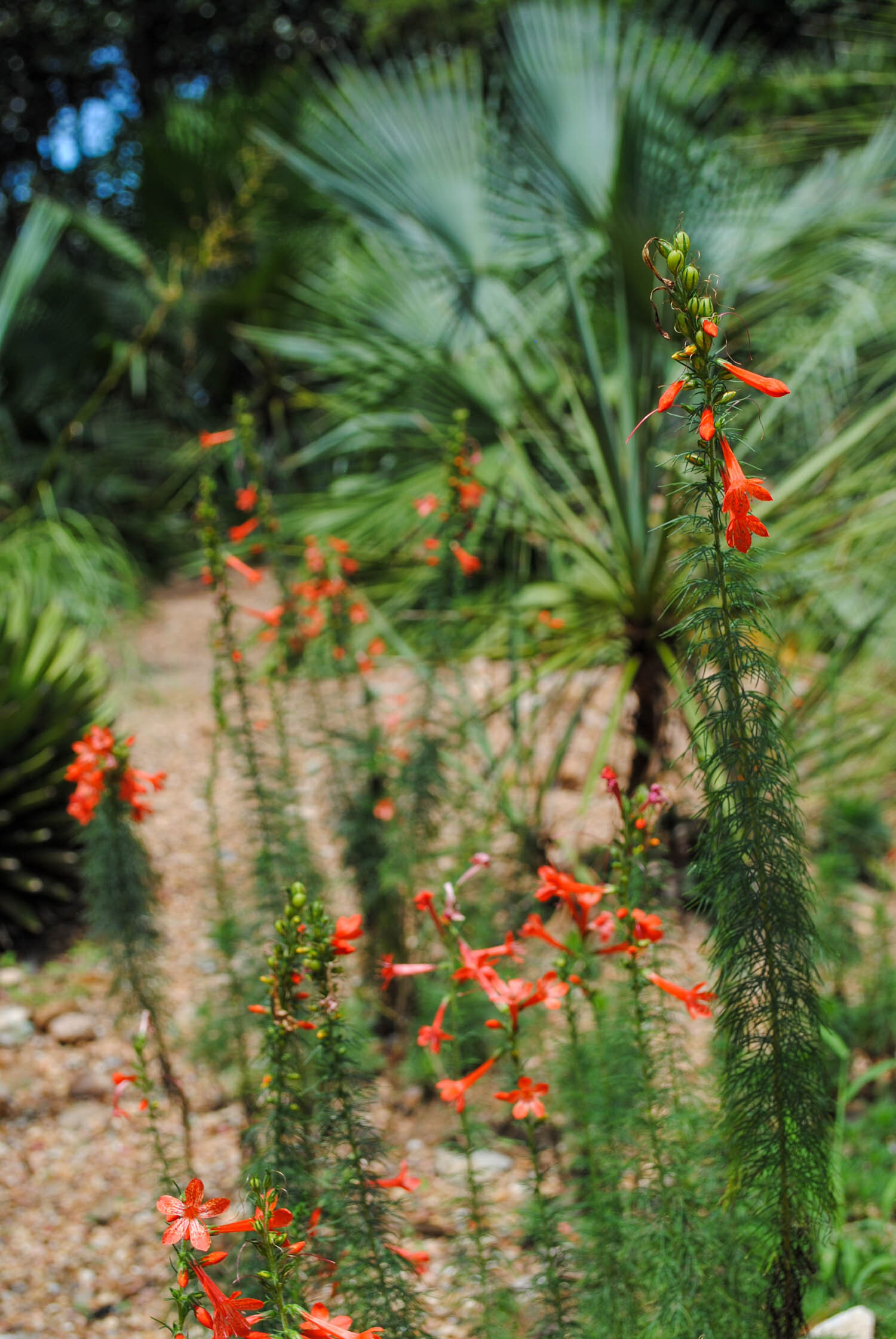 In Praise of Ipomopsis | Meristem